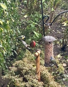 A rustic robin perched on wooden spade handle | Old Smithy North Lincs
